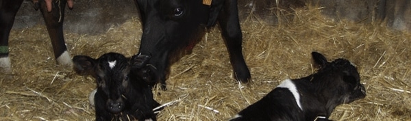 Pas de lait sans veau ! - Produits du lait