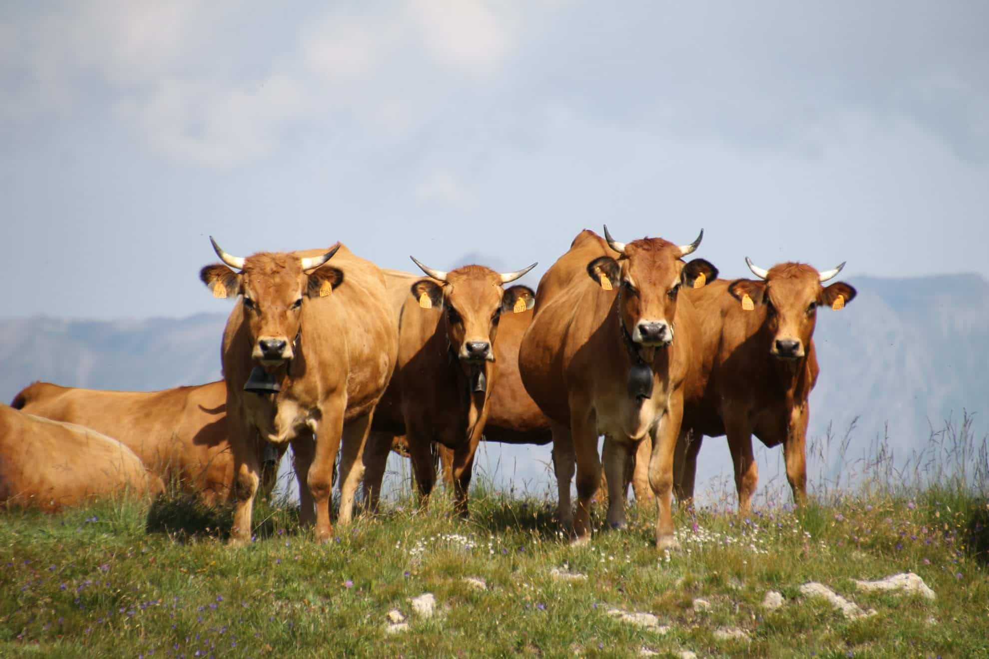 La Tarentaise - Produits du lait