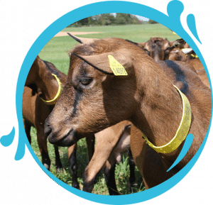 Chèvre Alpine - Produits du lait